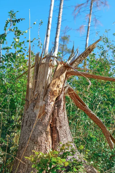 Broken tree Stock Photos, Royalty Free Broken tree Images | Depositphotos