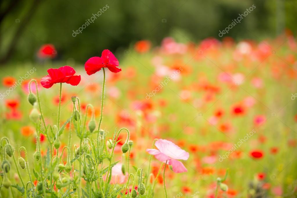 Beautiful poppy field on a cloudy spring day — Stock Photo © t ...