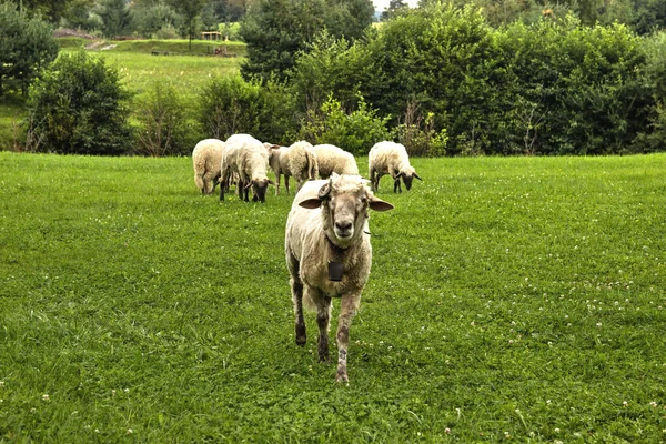 Swiss sheep Stock Photos, Royalty Free Swiss sheep Images | Depositphotos