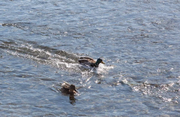 Cruce de agua Stock Photos, Royalty Free Cruce de agua Images ...