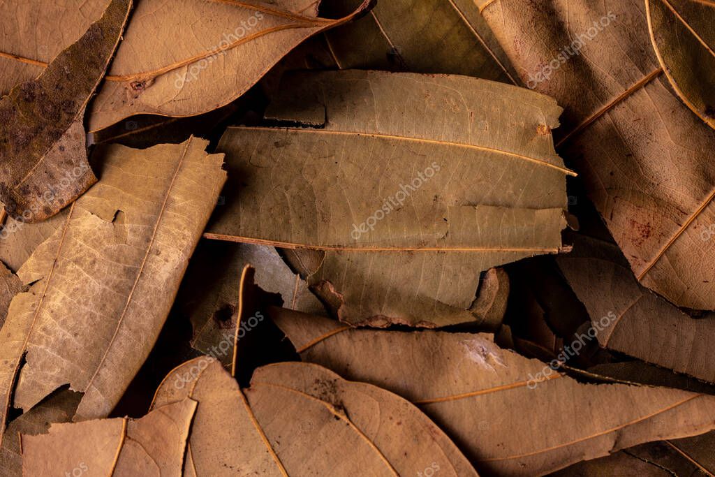 Hojas de laurel indias que son ingrediente común utilizado en la cocina ...