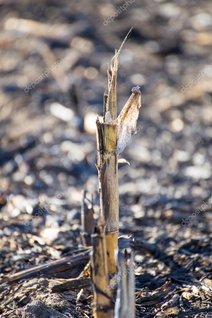 Primer plano de las raíces de rastrojo de maíz forrajero 2022