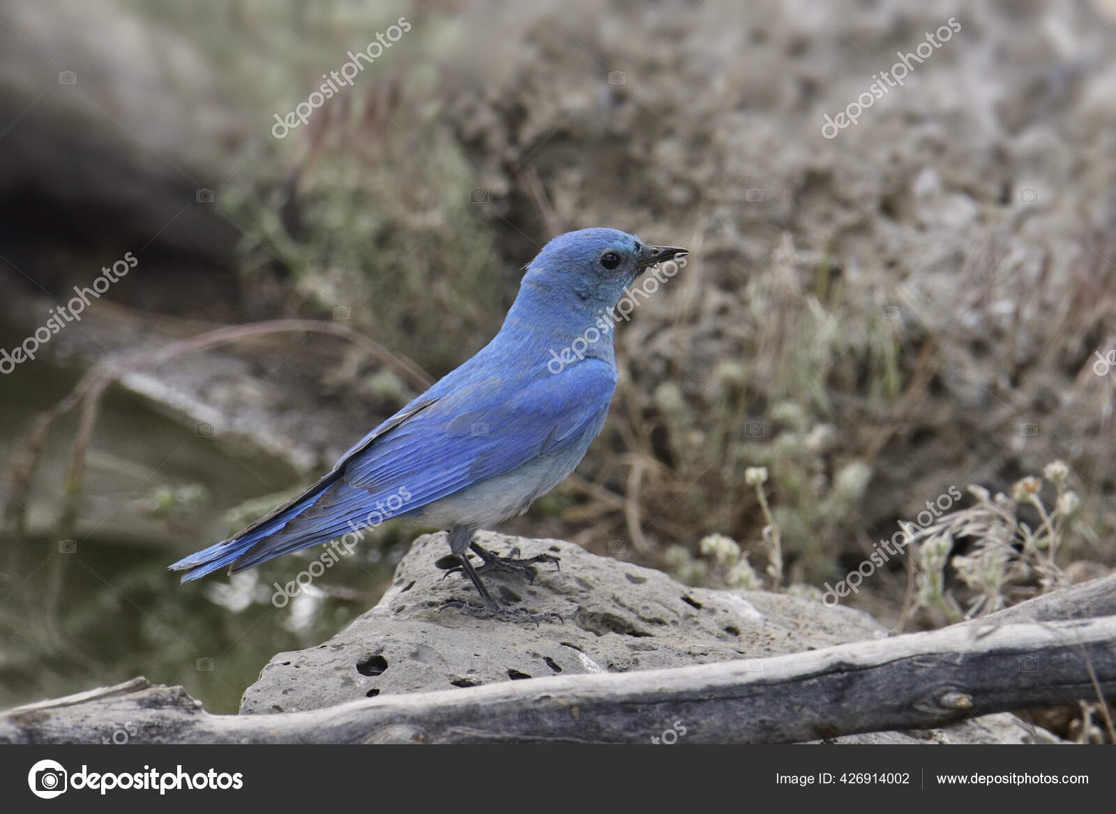 Mountain Bluebird Male Sialia Currucoides Stock Photo by ©vagabond54 ...