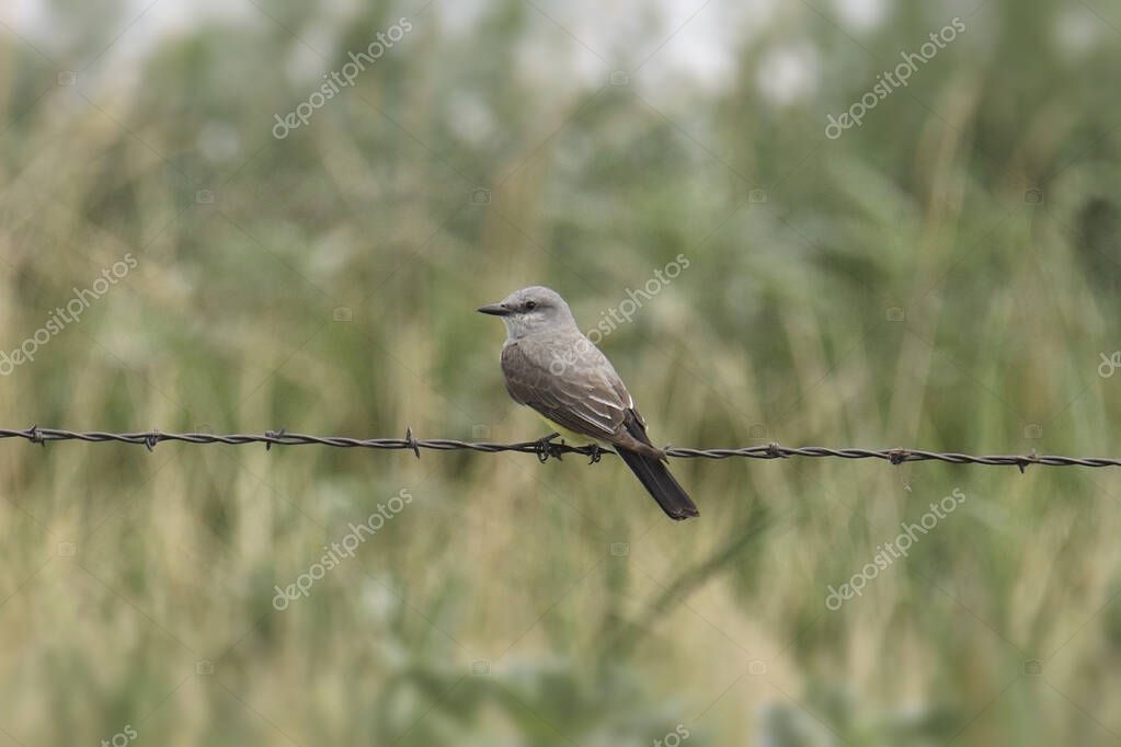 Pájaro real occidental (tyrannus verticalis) 2024