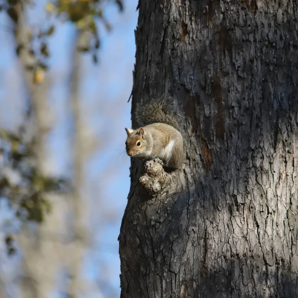 Eastern gray squirrel Stock Photos, Royalty Free Eastern gray squirrel ...
