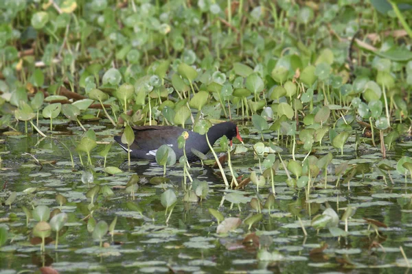 Imágenes de Jacana africaine, fotos de Jacana africaine sin royalties ...