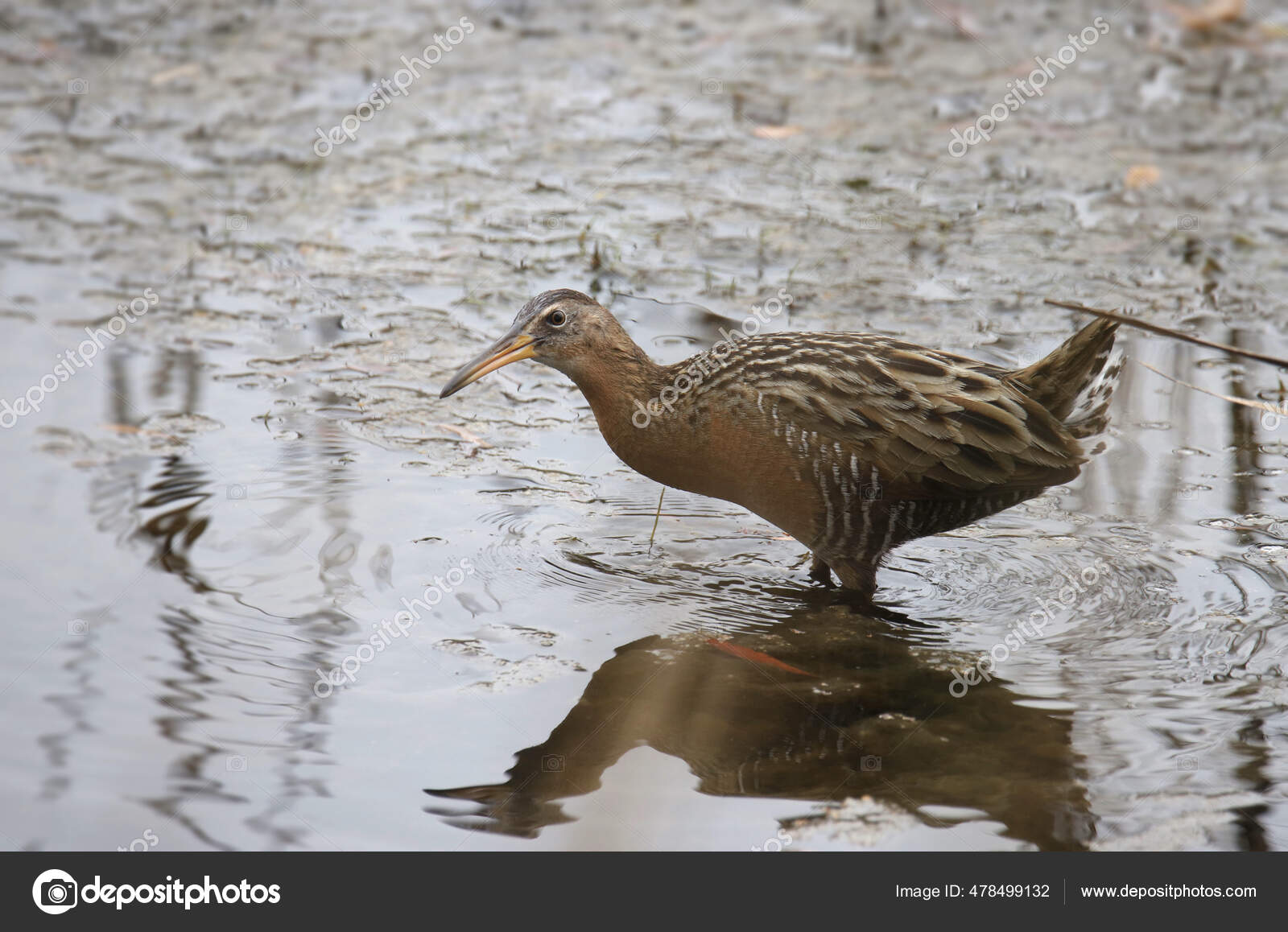 Fotos de King Rail Rallus Elegans - Imagen de © vagabond54 #478499132