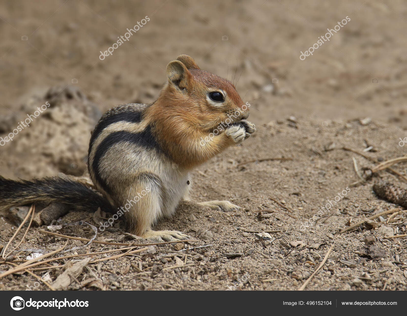 Ardilla De Tierra De Manto Dorado En Cascada