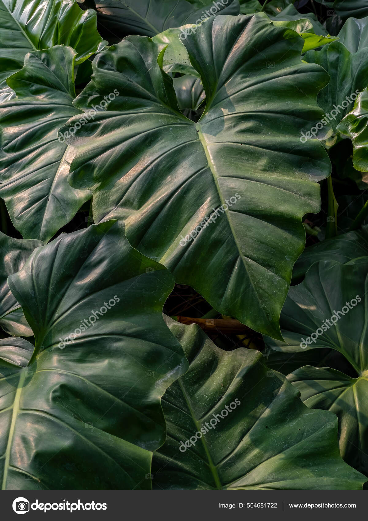 Natural Philodendron Gloriosum Plant Has Heart Shaped Leaves Clear Leaf ...
