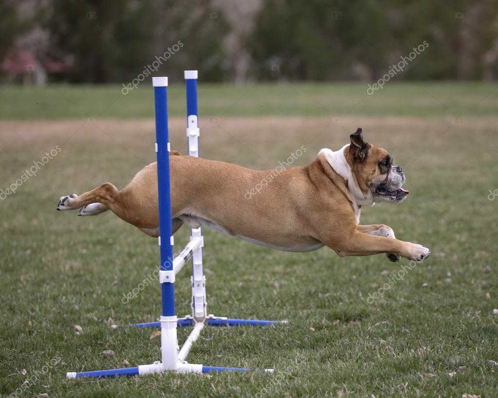 Can Bulldogs Jump