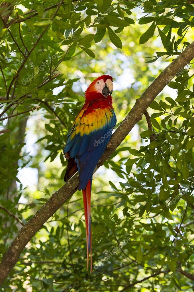 Ara parrot on tree — Stock Photo © stetsik #105266160