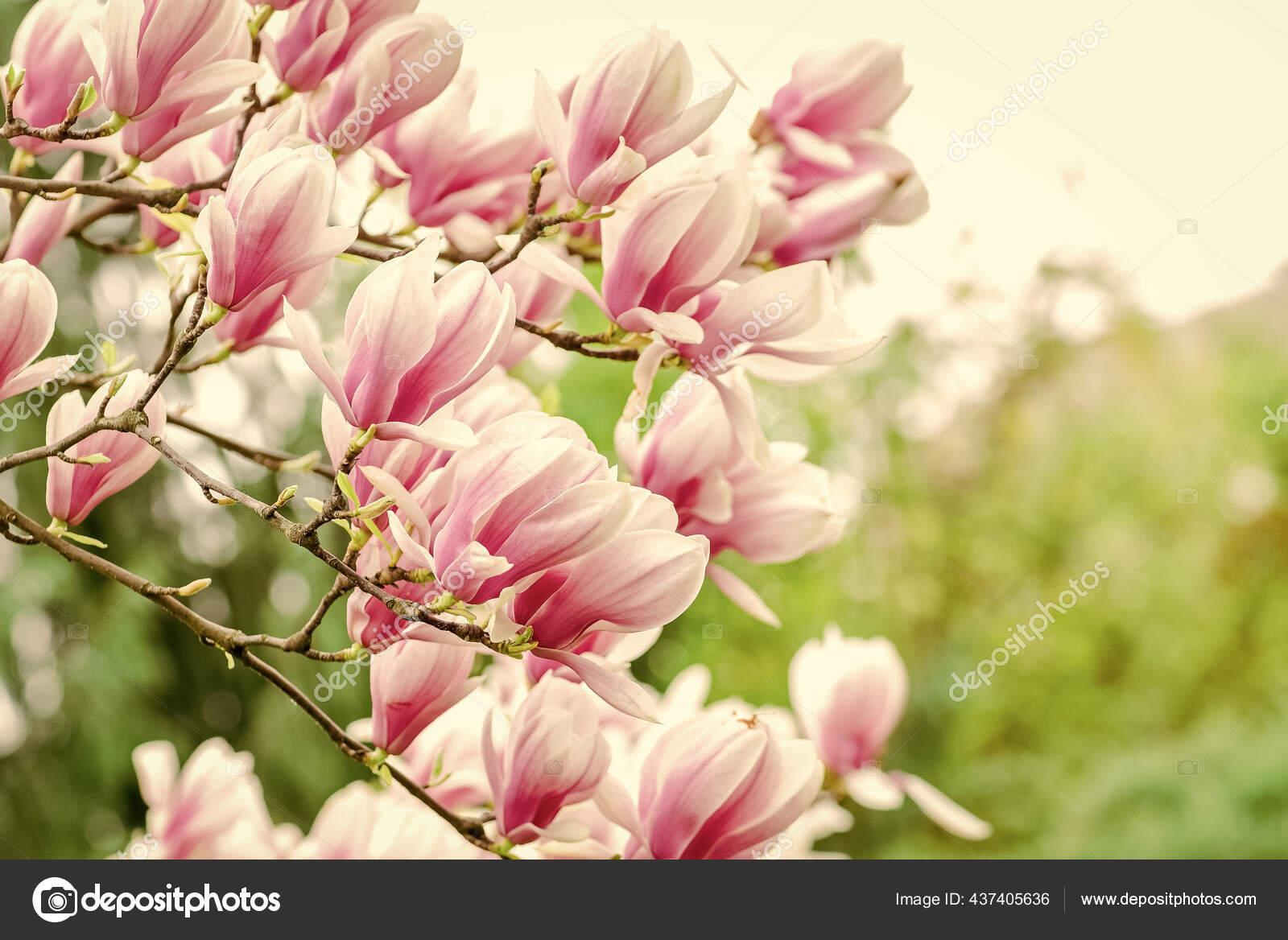 Summer day. magnolia blooming tree., natural floral background ...