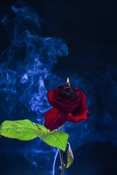 Red rose burning Stock Photos, Royalty Free Red rose burning Images ...