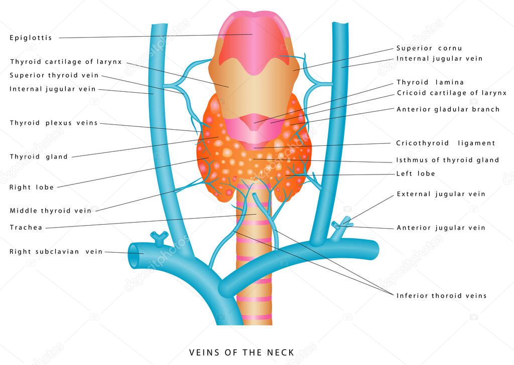 Anatomía De Los Vasos Del Cuello
