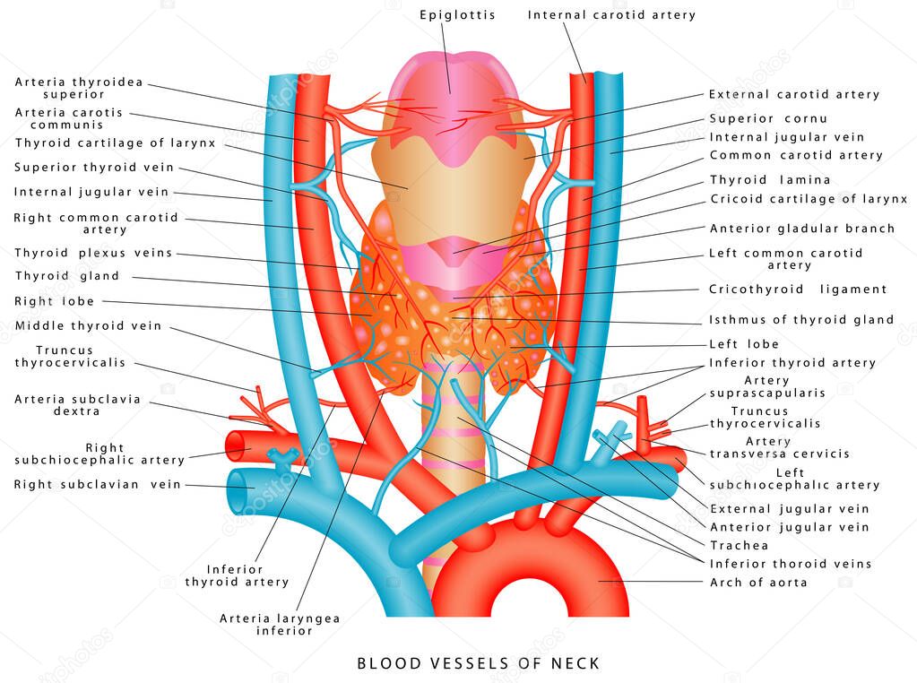 Vasos sanguíneos del cuello. Anatomía del cuello del sistema circulatorio sobre fondo blanco. El ...