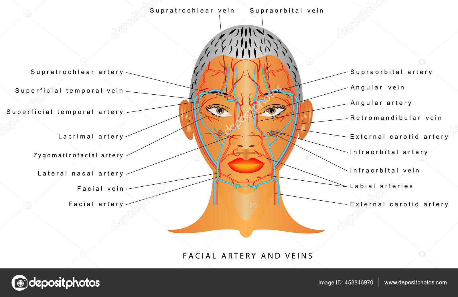 Artère Veines Faciales Système Circulatoire Tête Section Les Vaisseaux ...