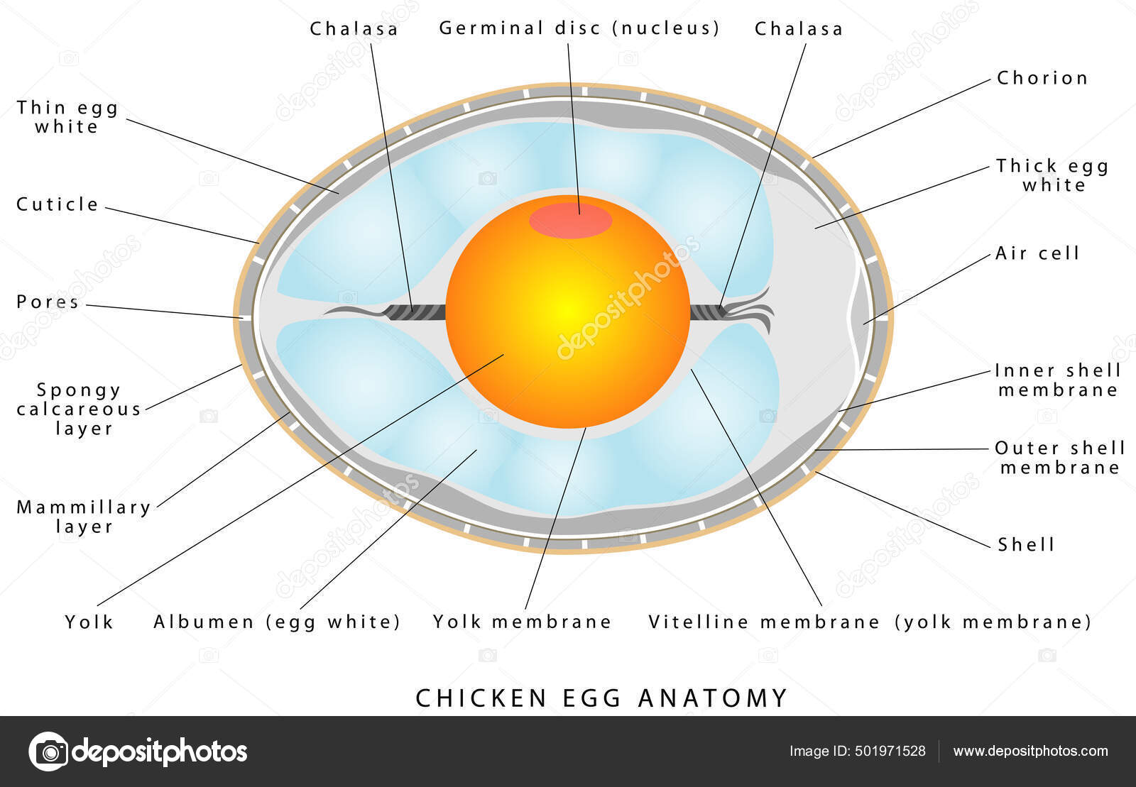 Chicken Egg Anatomy Internal Structure Bird Egg Bird Anatomy Bird Stock ... Chicken Egg Anatomy Internal Structure Bird Egg Bird Anatomy Bird Stock ...