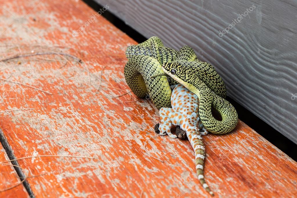 The Golden Tree Snake (Chrysopelea ornata) is eating Gecko. — Stock ...