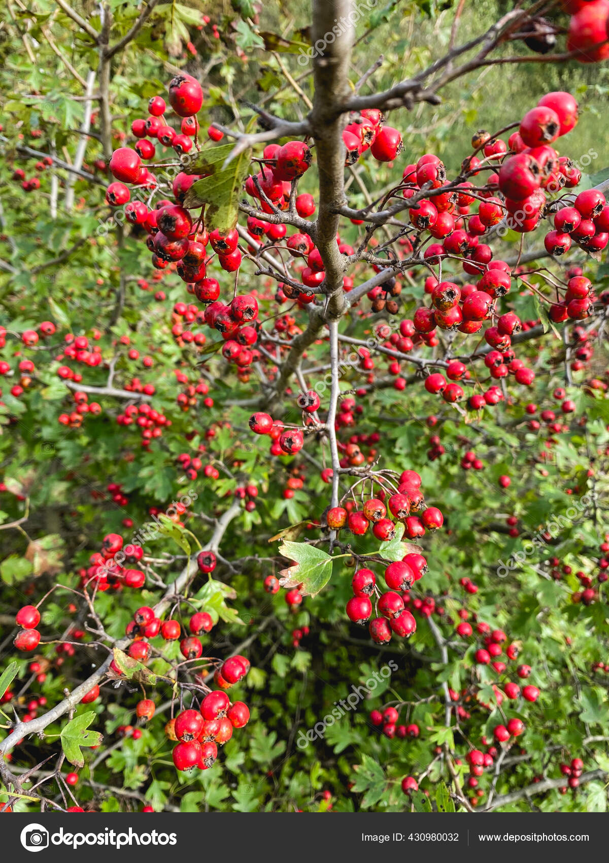 Wild Red Berry Close — Stock Photo © Tampaci #430980032
