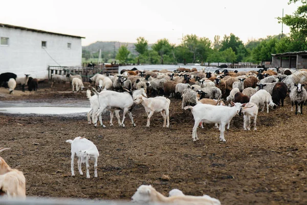 Grazing Herd Goats Sheep Open Air Ranch Cattle Grazing Animal — Stock ...