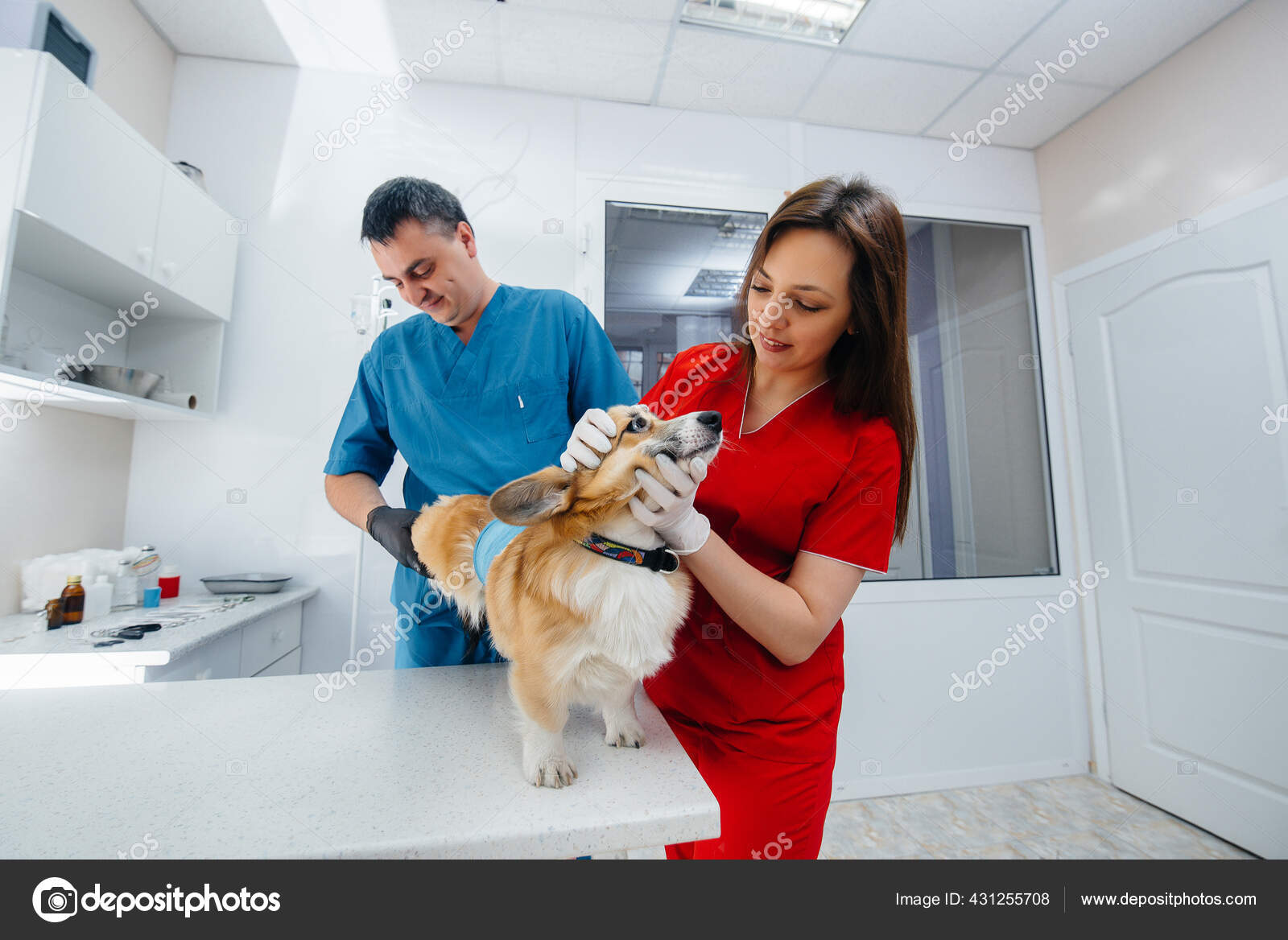 Modern Veterinary Clinic Thoroughbred Corgi Dog Examined Veterinary Clinic — Stock Photo ...