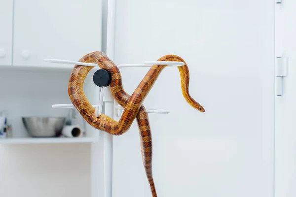Kitchen snakes images libres de droit, photos de Kitchen snakes ...