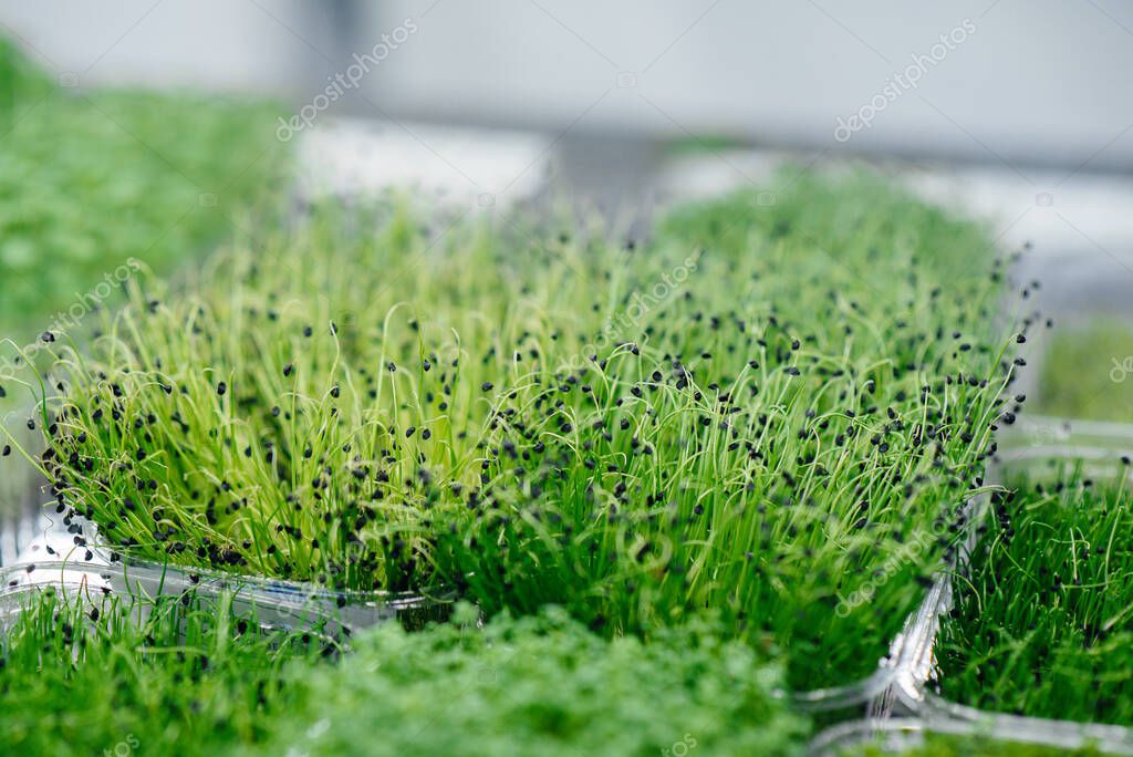 Brotes jugosos y jóvenes de micro verdes en el invernadero. Cultivando ...