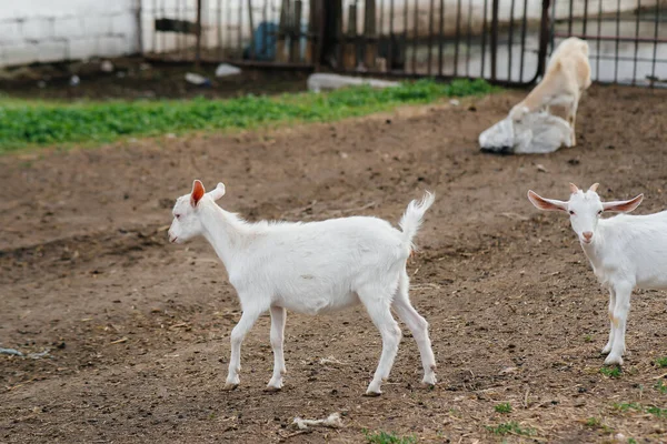 Ethiopia goats Stock Photos, Royalty Free Ethiopia goats Images ...
