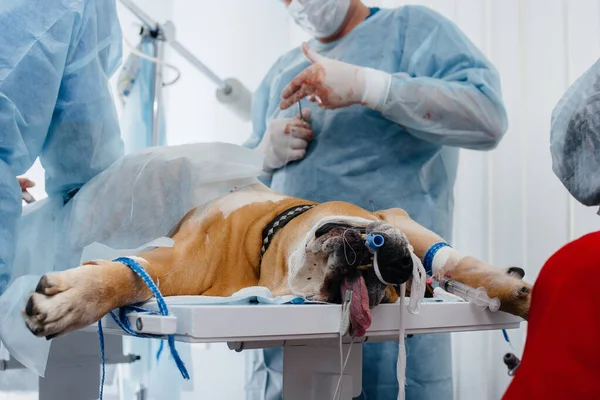Surgery dog Stock Photos, Royalty Free Surgery dog Images | Depositphotos