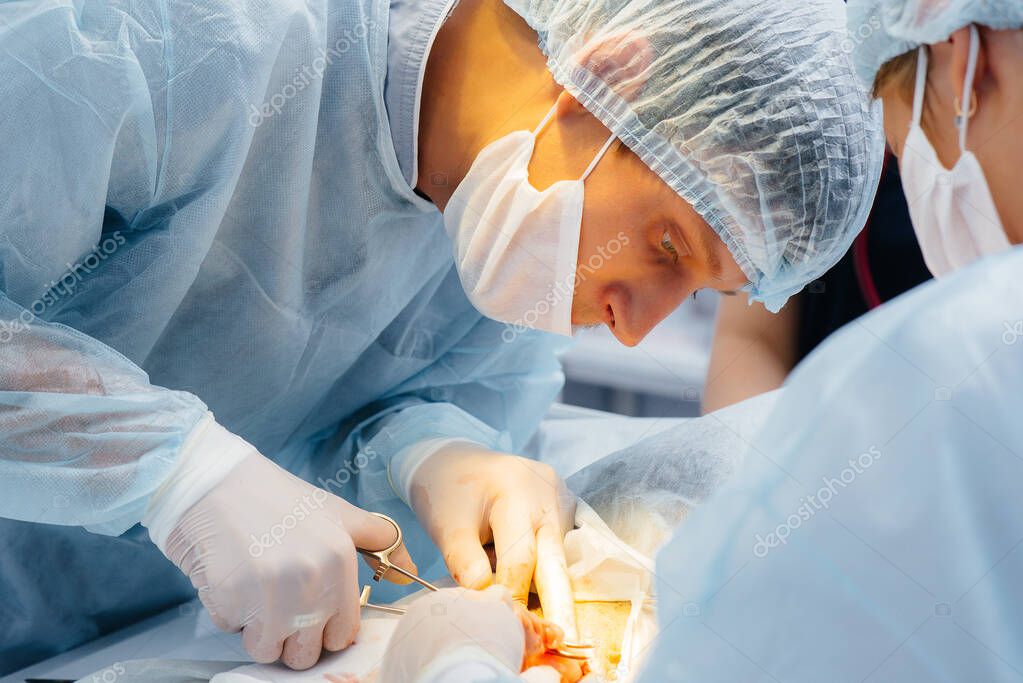 Un perro pura sangre de la raza Dachshund es operado en una clínica ...