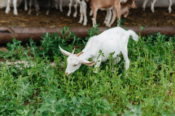 Grazing Herd Goats Sheep Open Air Ranch Cattle Grazing Animal — Stock ...