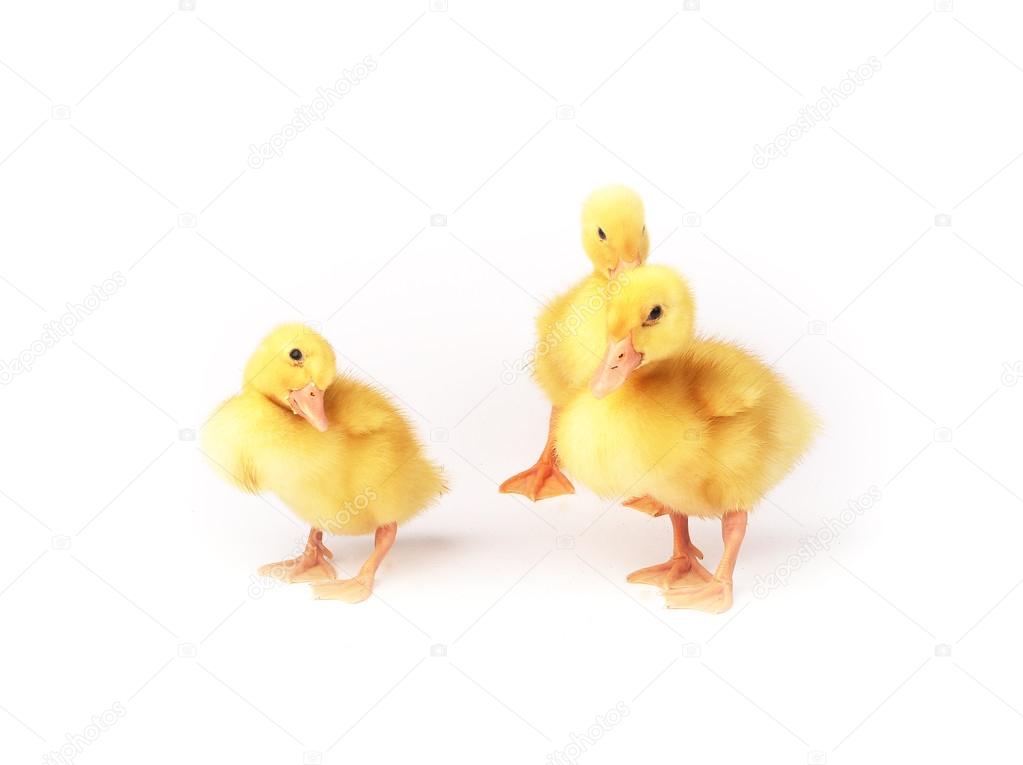 Duckling young baby duck Stock Photo by ©Weblogiq 81680474