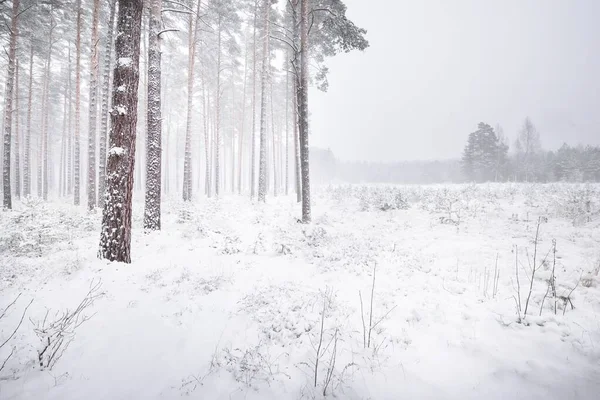 Snow-covered pine tree forest in a blizzard. Mighty evergreen trees ...
