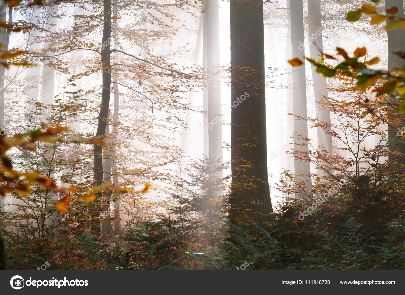 Colorful Tall Beech Trees Close Forest Floor Red Orange Leaves Stock ...