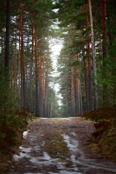 Single lane rural road (pathway) through the pine forest in a white ...