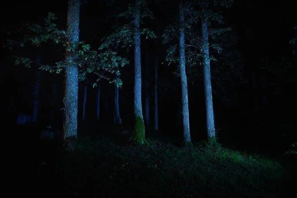 Mystical Scary Forest Night Old Tall Tree Trunks Illuminated Midnight ...