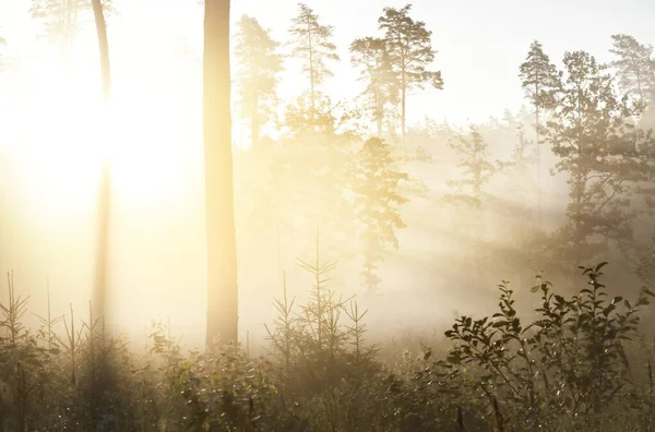 Mysterious evergreen forest at sunrise. Golden sunlight, sunbeams, fog ...