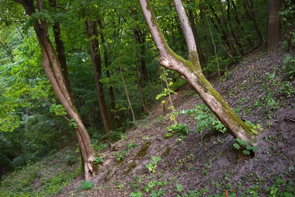 Green summer forest hills. Tall mossy trees, sunlight through the tree ...