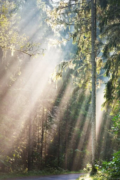 Sun rays flowing through the coniferous tree trunks at sunrise ...