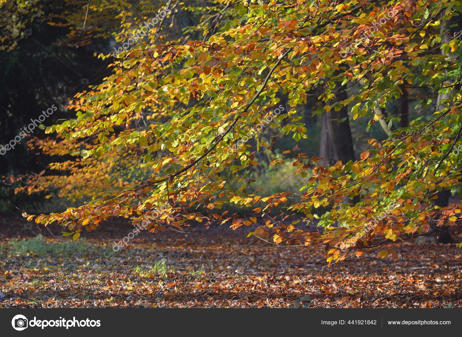 Close View Mighty Ancient Golden Deciduous Trees Nachtegalen Park Sun ...