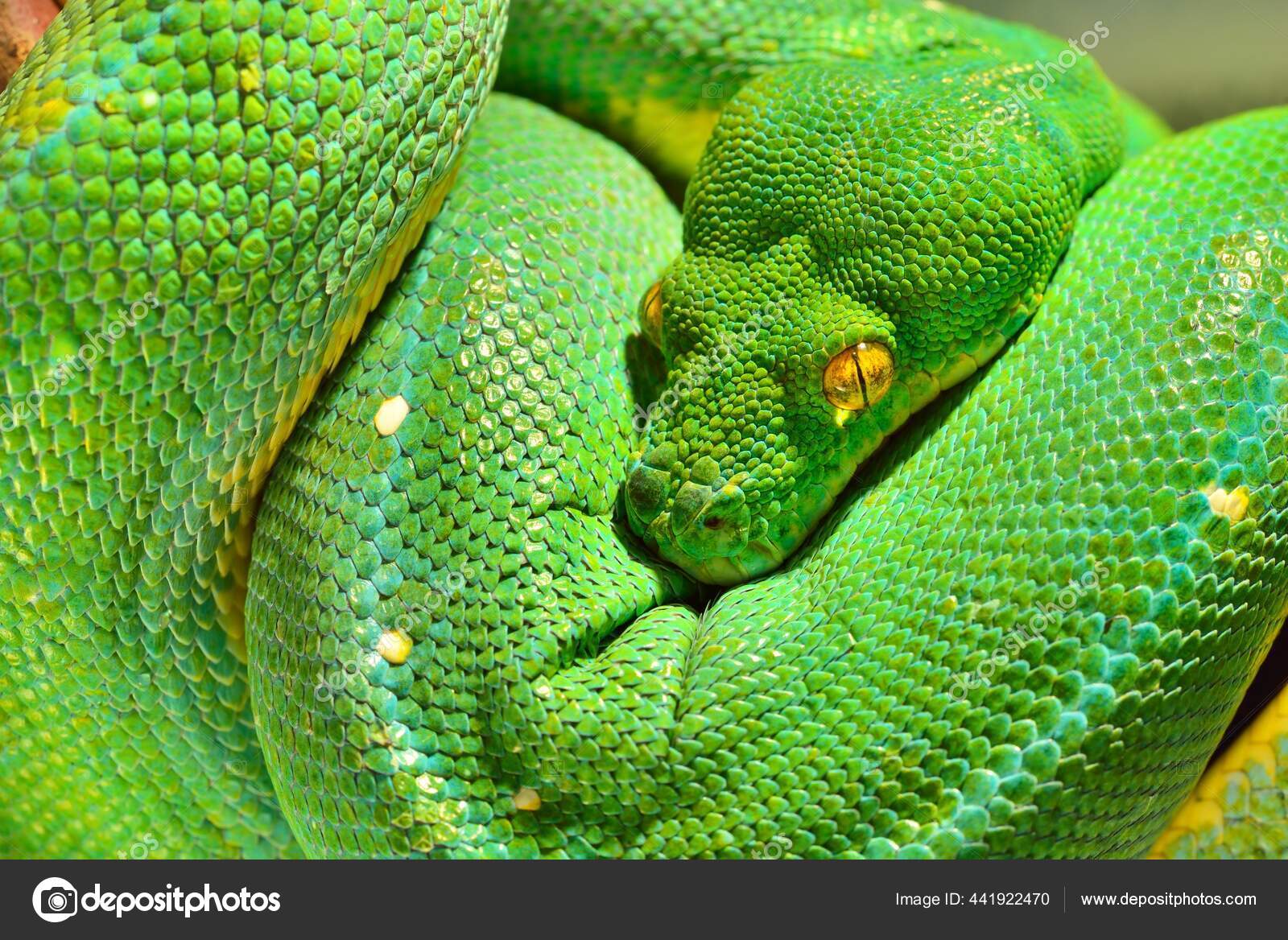 Green Tree Python Morelia Viridis Close Tallinn Zoo Estonia Portrait ...