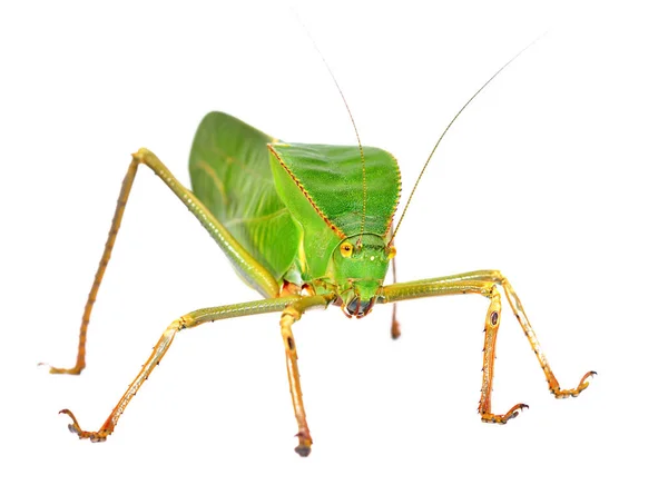 Insecte puant images libres de droit, photos de Insecte puant ...