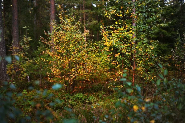 August forest Stock Photos, Royalty Free August forest Images ...