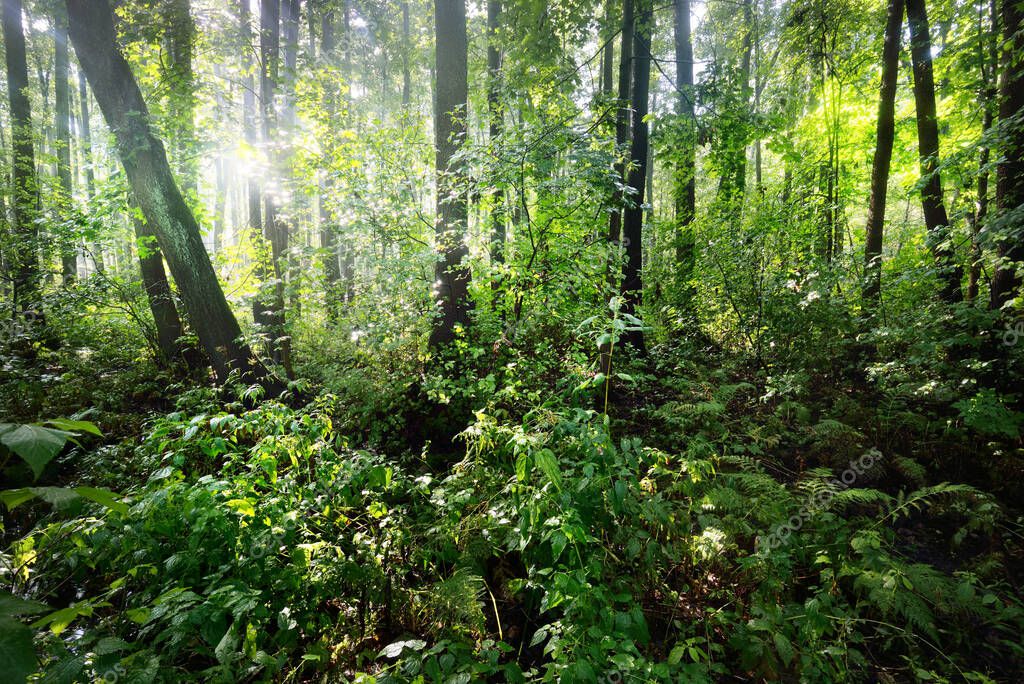 Una vista de un verde bosque pantanoso después de la lluvia. Rayos de ...