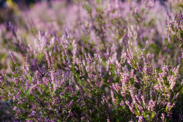 Heather bush Stock Photos, Royalty Free Heather bush Images | Depositphotos