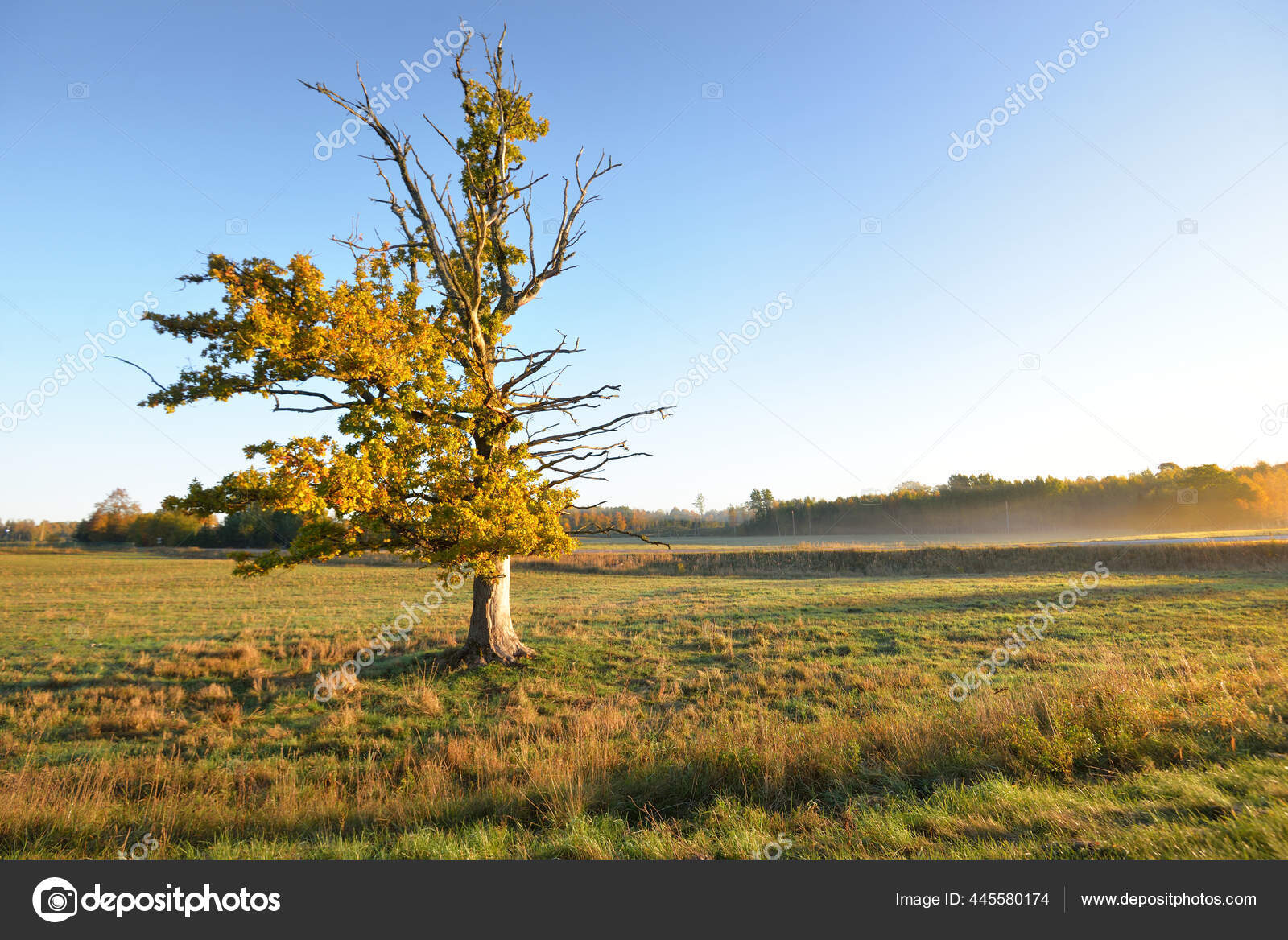 Ancient Half Dead Half Living Mighty Golden Oak Tree Sunrise — Stock ...