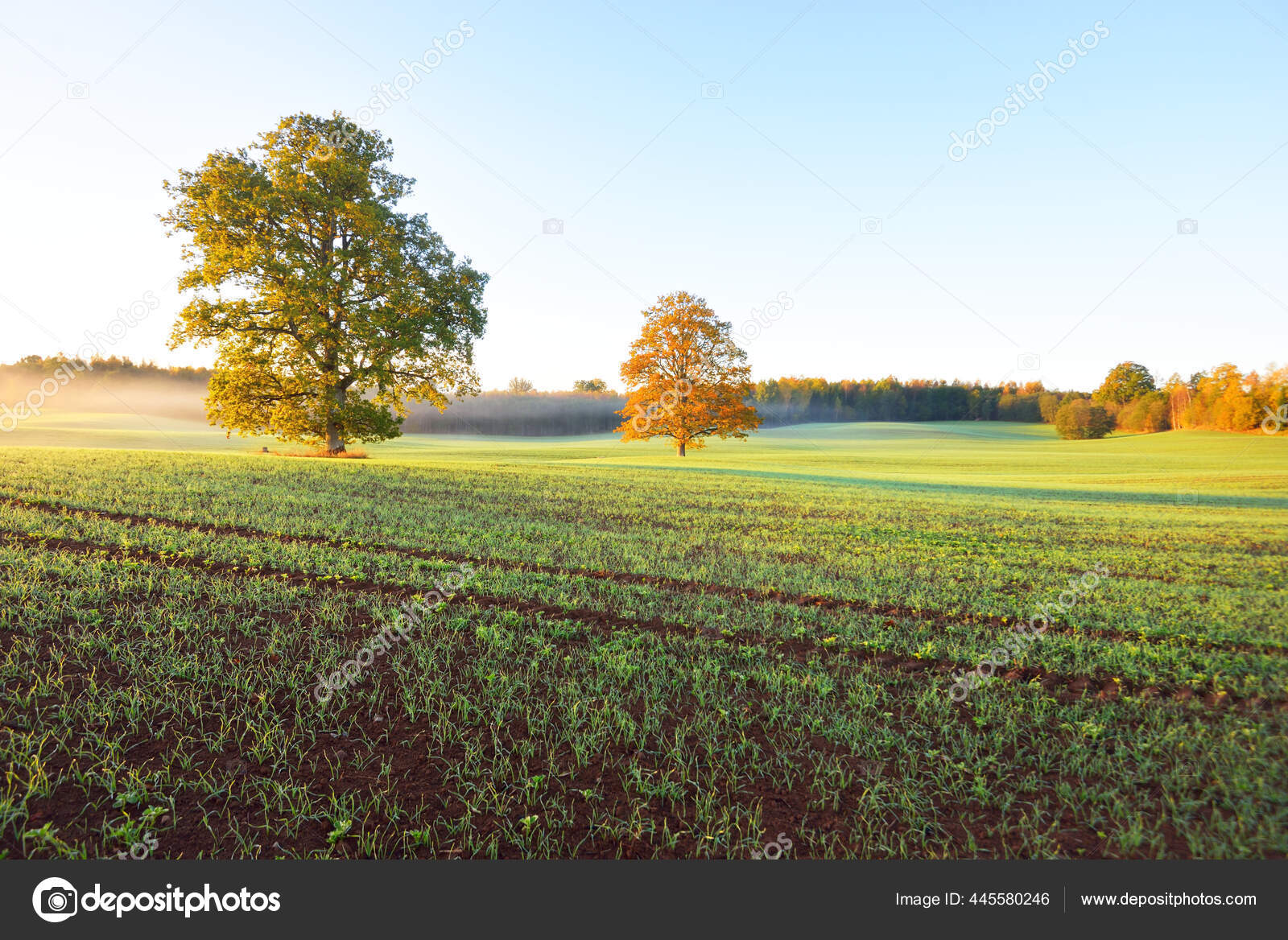 Mighty Oak Tree Green Golden Leaves Plowed Agricultural Field Tractor ...