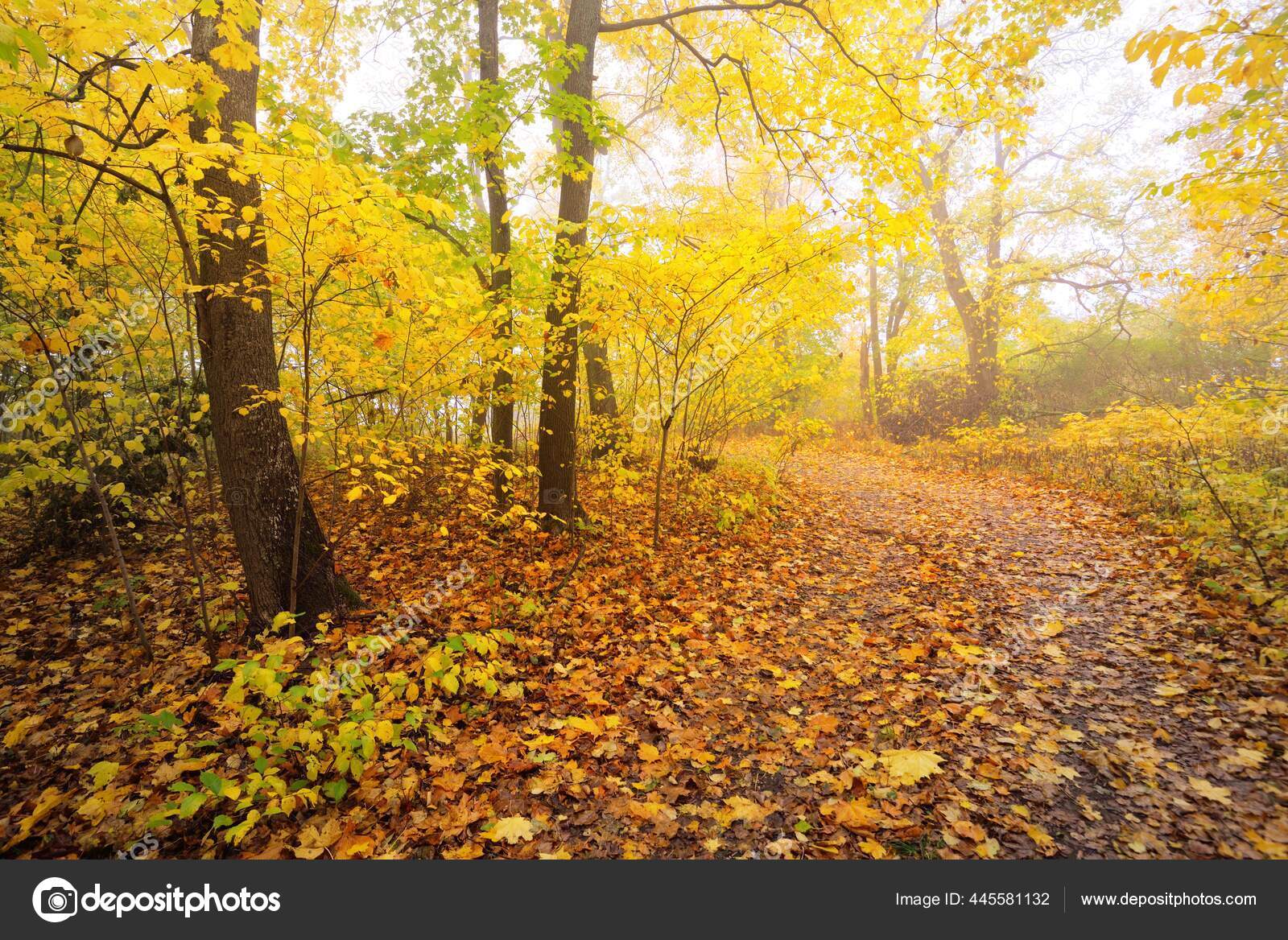 Pathway Rural Road Alley Forest Deciduous Trees Colorful Green Yellow ...