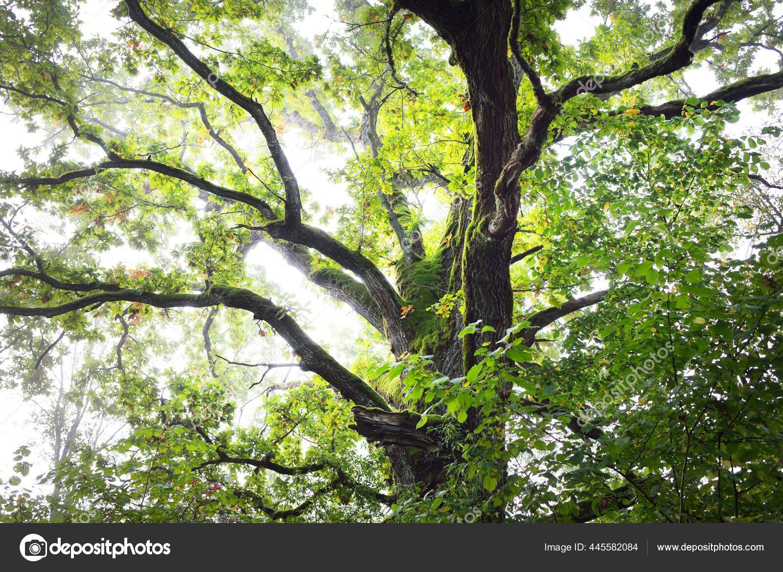 Close Mighty Sorcerer Deciduous Tree Fog Sunrise Moss Fern Plants ...