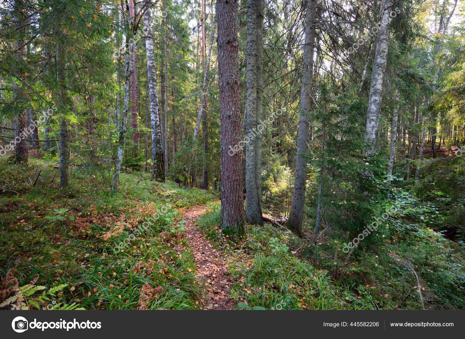 Pathway Evergreen Forest Ancient Pine Deciduous Trees Moss Fern Plants ...